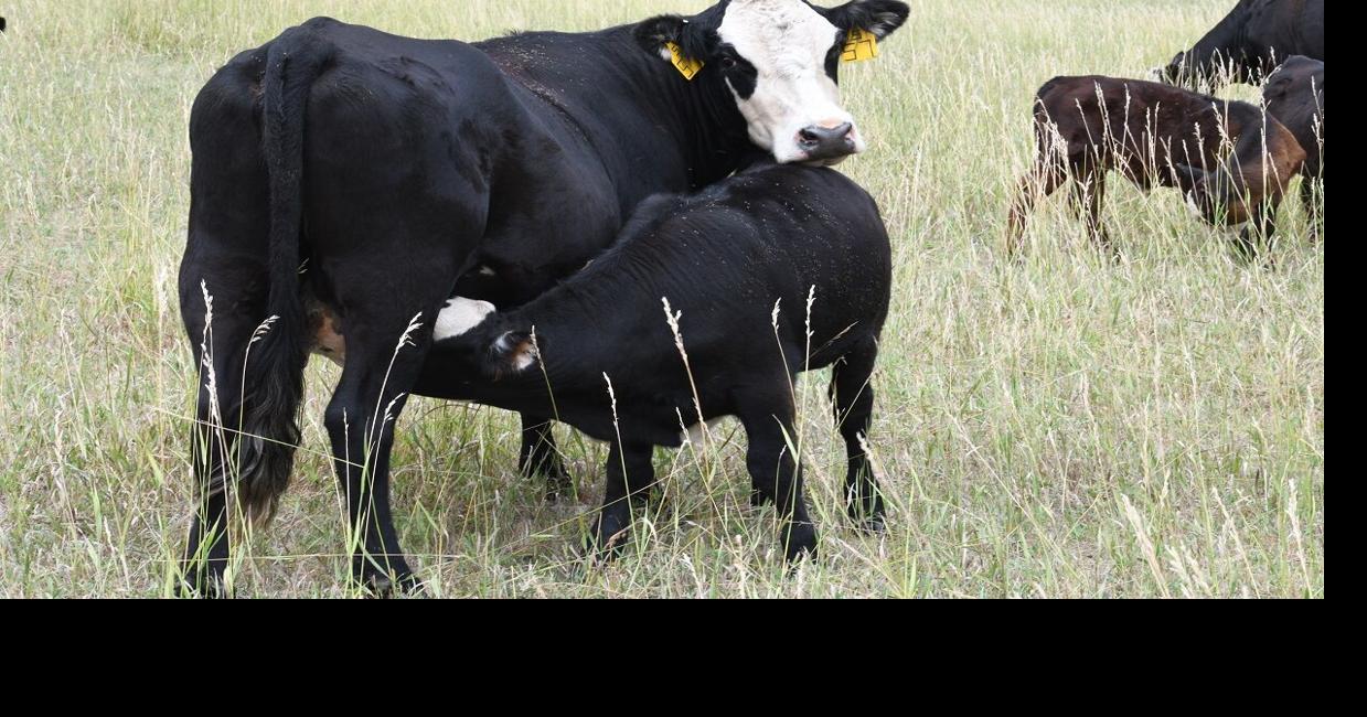 Five Ways to Reduce Unit Cost of Production in a Cow-calf Enterprise ...