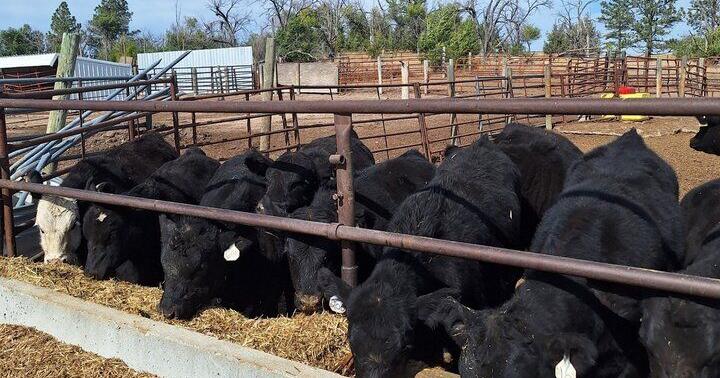 Successfully Weaned Calves A Hot Commodity Cow Calf Corner