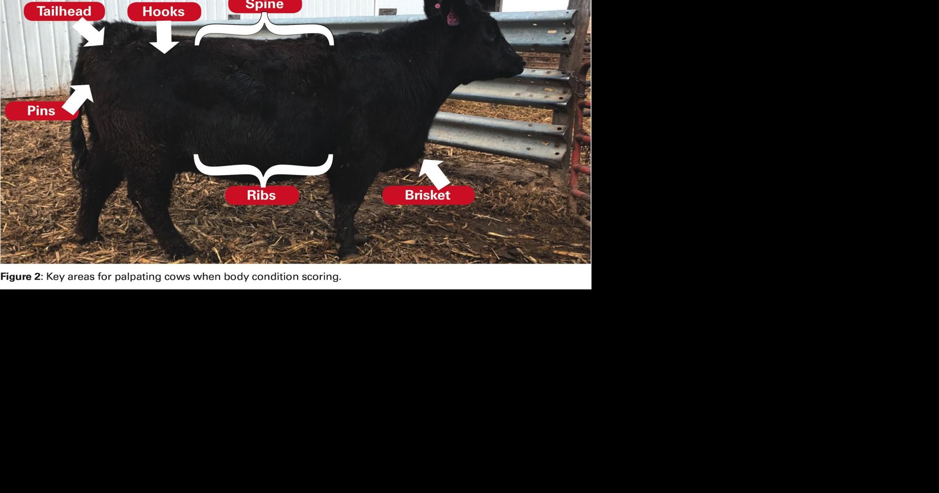 New BCS Fact Sheet Explains Seasonal Differences in Scoring Beef Cows ...