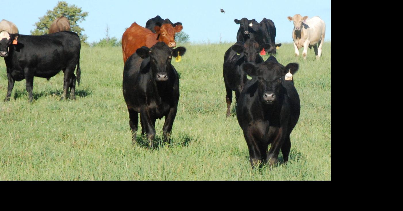 FAQs about Bovine Leukemia Virus (BLV) and Beef Cattle | News ...