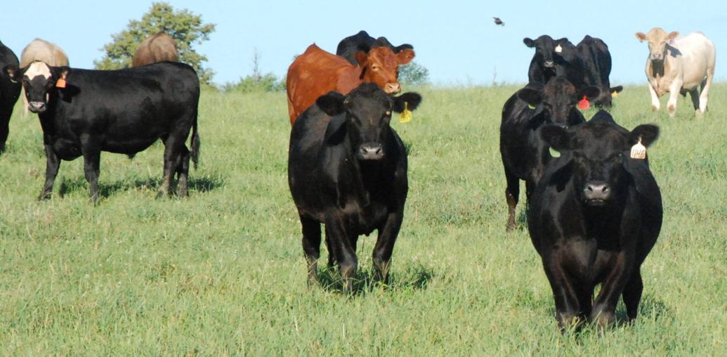 FAQs about Bovine Leukemia Virus (BLV) and Beef Cattle | News ...