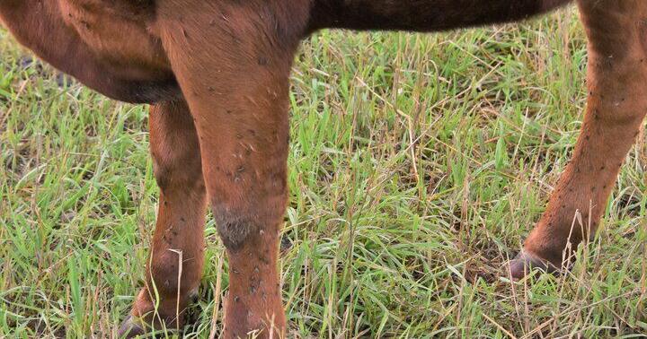 Stable Flies on Pastured Cattle | Cow/Calf Corner | feedlotmagazine.com