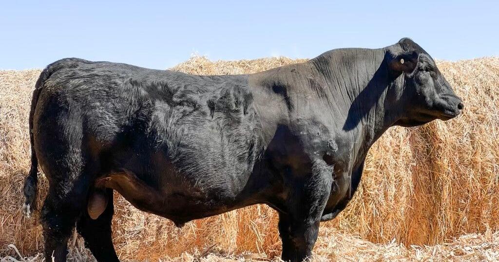 Bull to Female Ratios | Cow/Calf Corner | feedlotmagazine.com