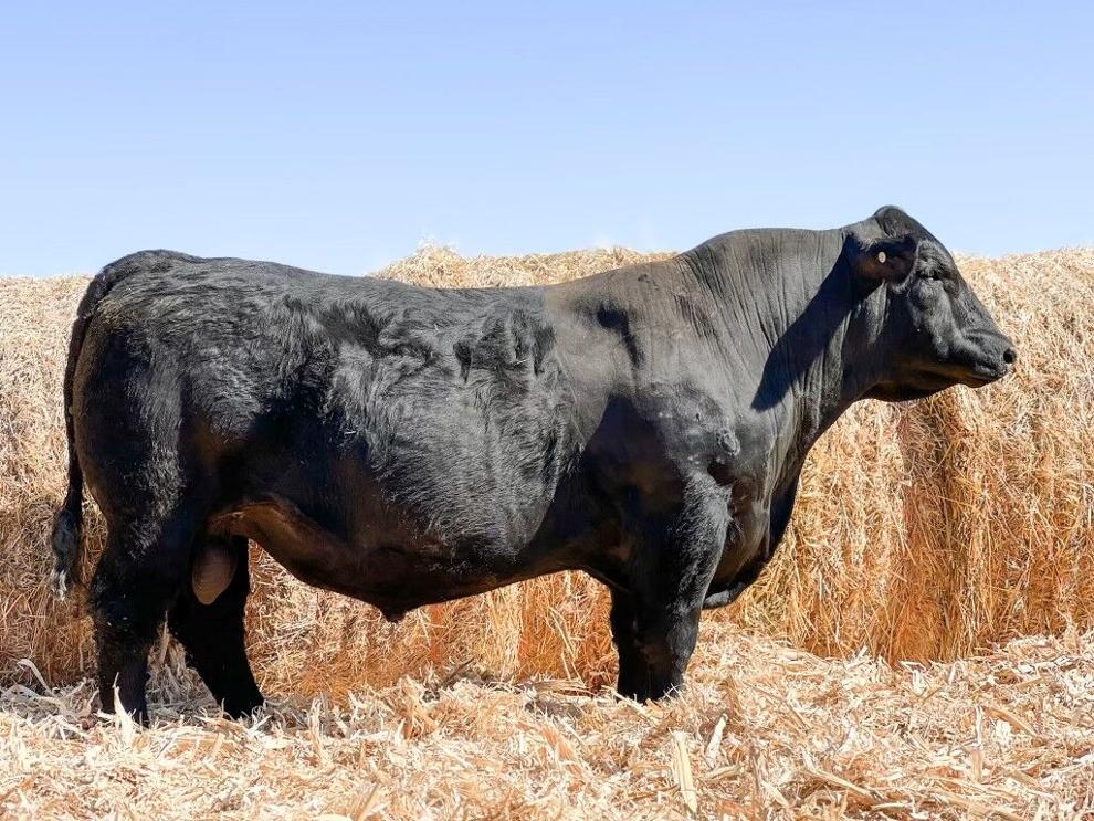 Can We Get Calving Ease Without Sacrificing Performance? | Cow/Calf ...