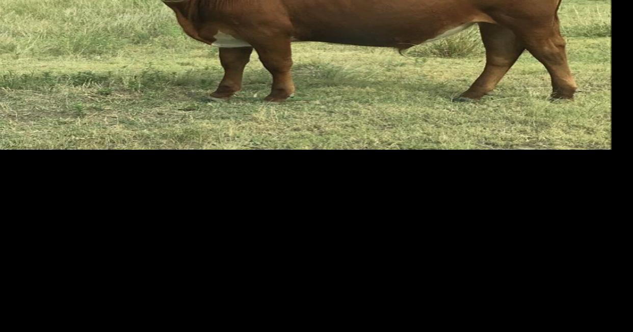 The Long-Term Consequences of Receiving Bulls in a Stocker Program ...