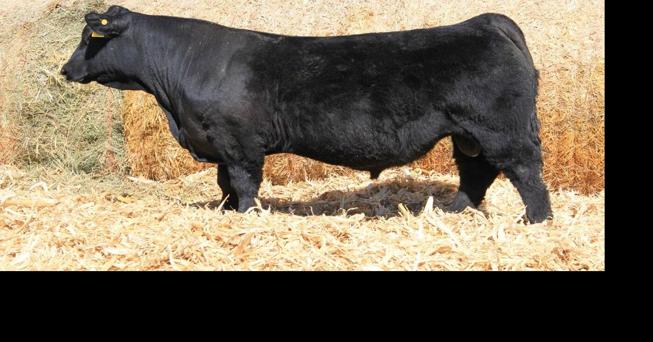 Leasing Bulls | Cow/Calf Corner | feedlotmagazine.com