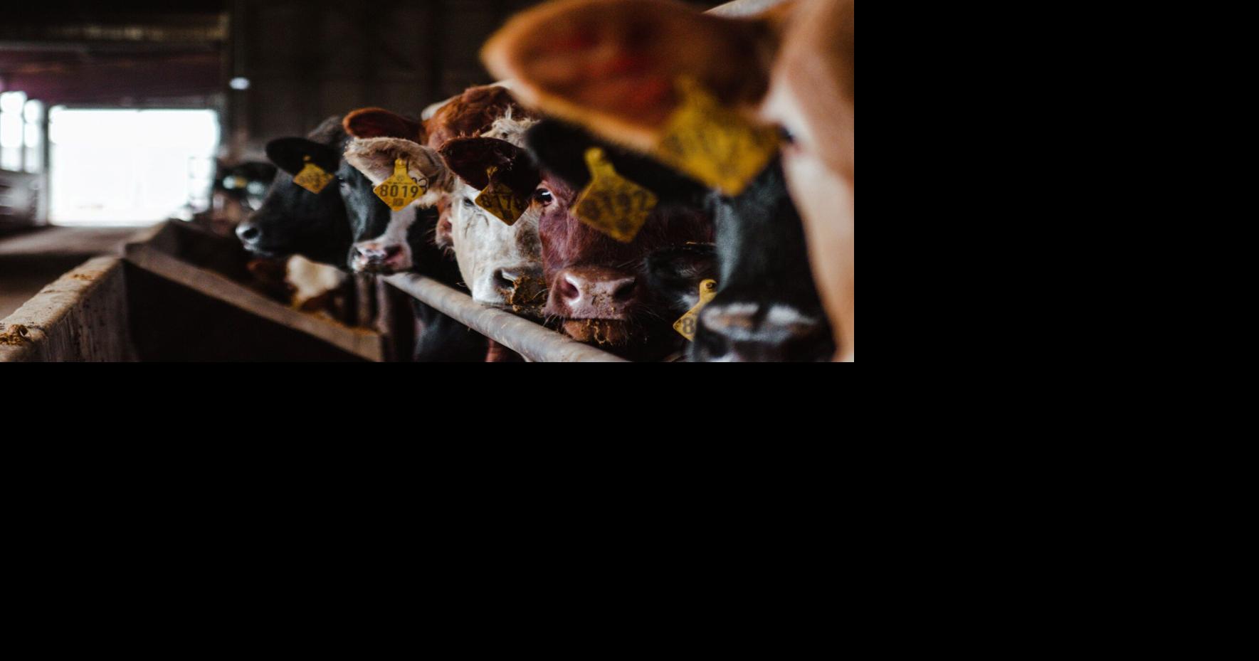 Six Cattle Technology Trends That Continue to Push Boundaries | Beef ...