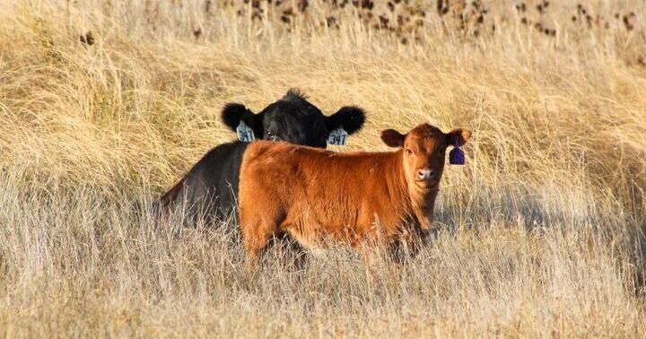 What Are Some Management Tips for Fall-Calving Cows? | Cow/Calf Corner ...