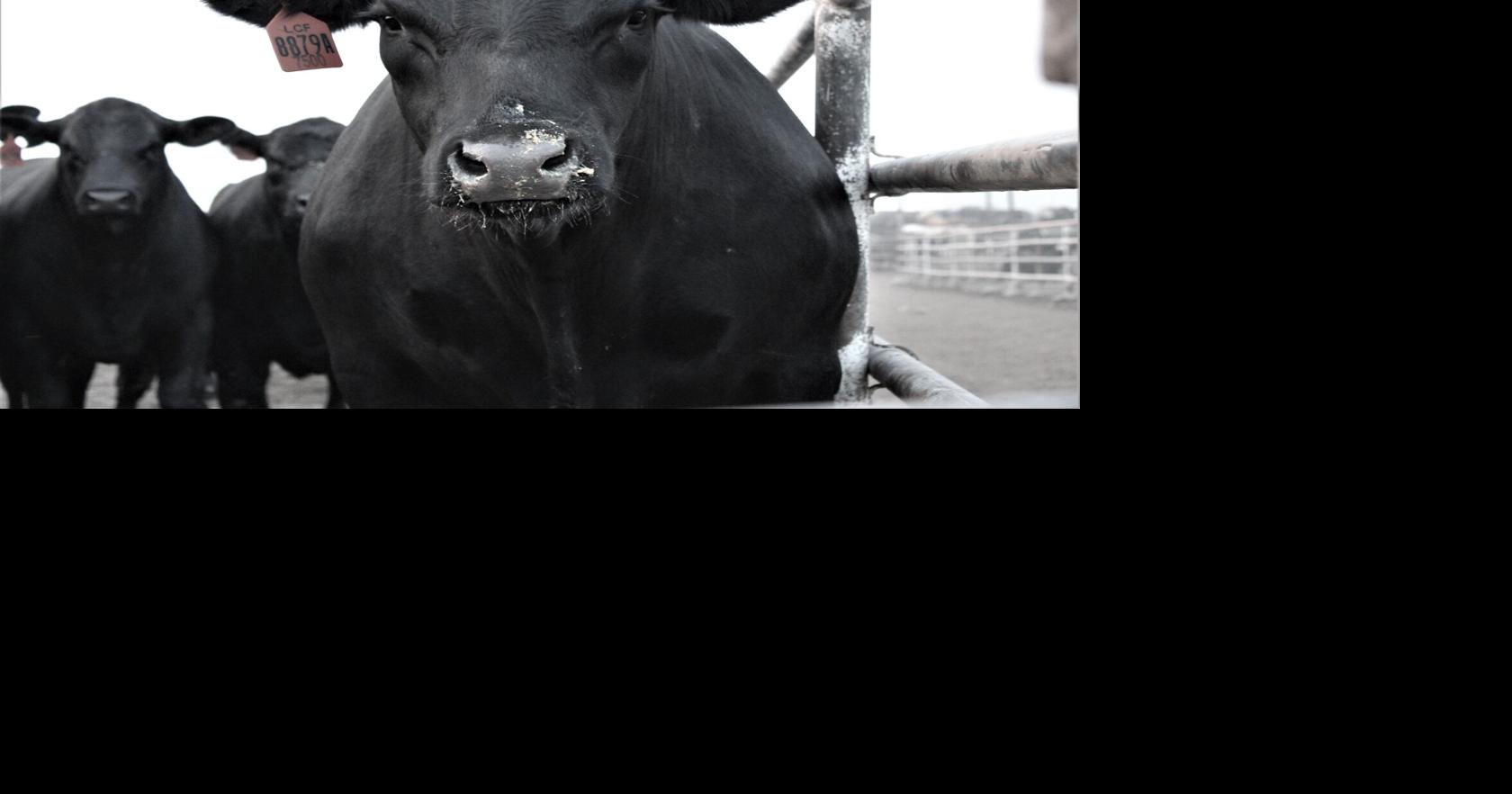 Cattle Prices Lowered but Supply Fundamentals Remain | Industry News ...
