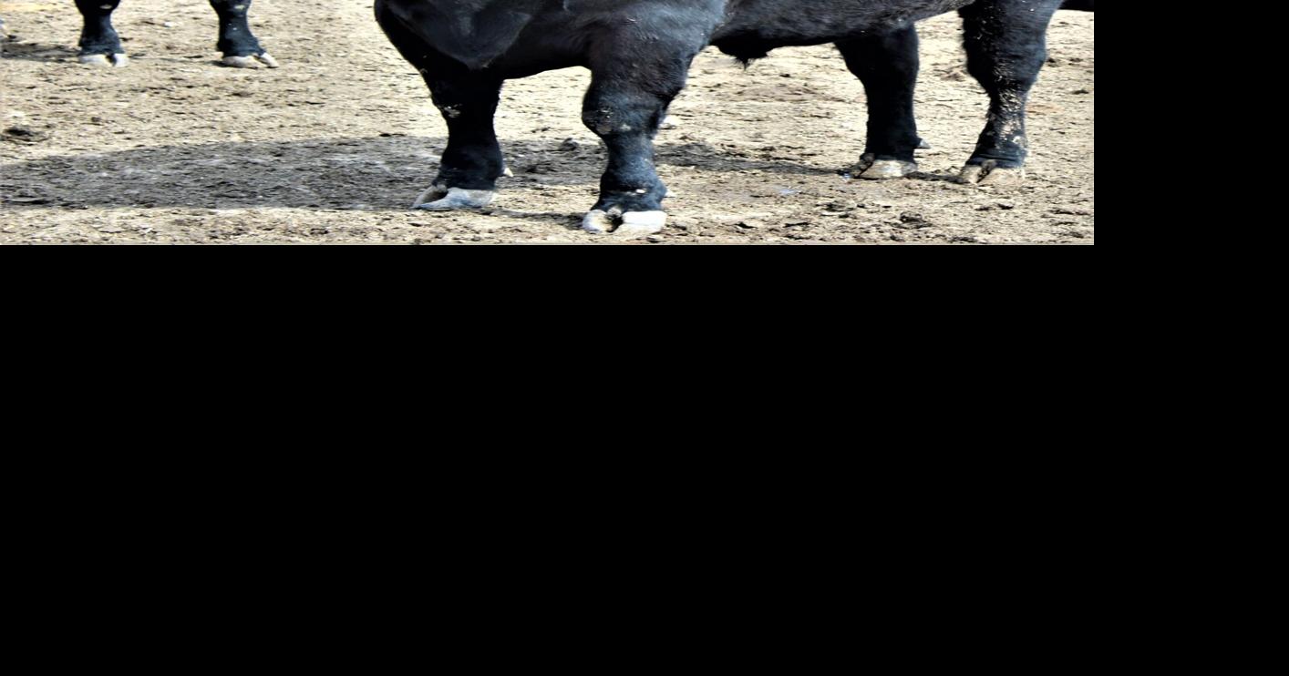 Feedlot Trends in Management and Productivity | Feedlot Special | feedlotmagazine.com