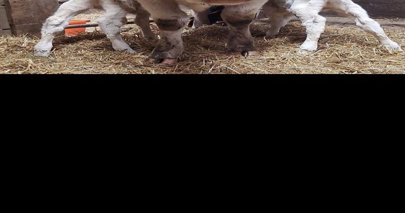 Freemartin: A Heifer Calf Born as a Twin to a Bull Calf | Cow/Calf ...