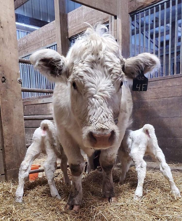 Freemartin: A Heifer Calf Born as a Twin to a Bull Calf | Cow/Calf ...