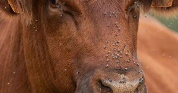 Fly and Tick Control in Cattle | Cow/Calf Corner | feedlotmagazine.com