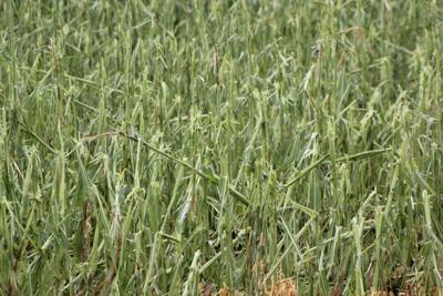 Making Silage from Late Season Hail Damaged Corn | Feedlot Special ...