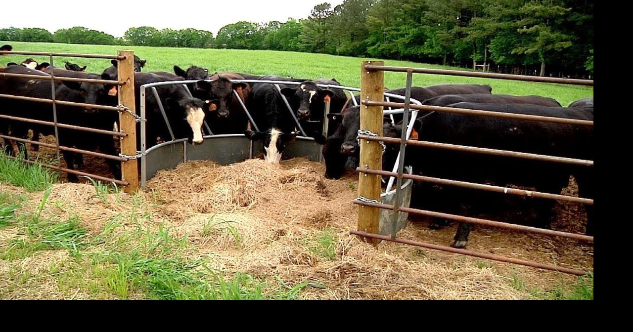 Fence Line Feeder | News | feedlotmagazine.com