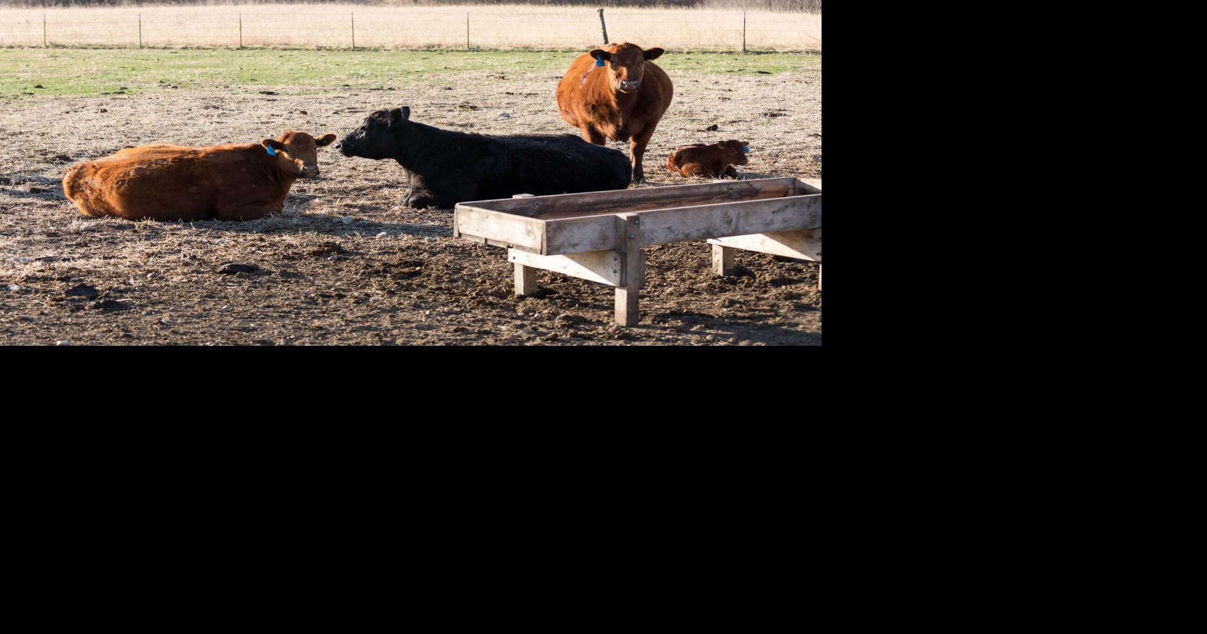 Limit Feeding with a Bale Feeder, Bunk and a Bucket | Cow/Calf Corner ...