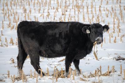 Understanding Cattle Health Concerns on Cornstalks | Cow/Calf Corner ...