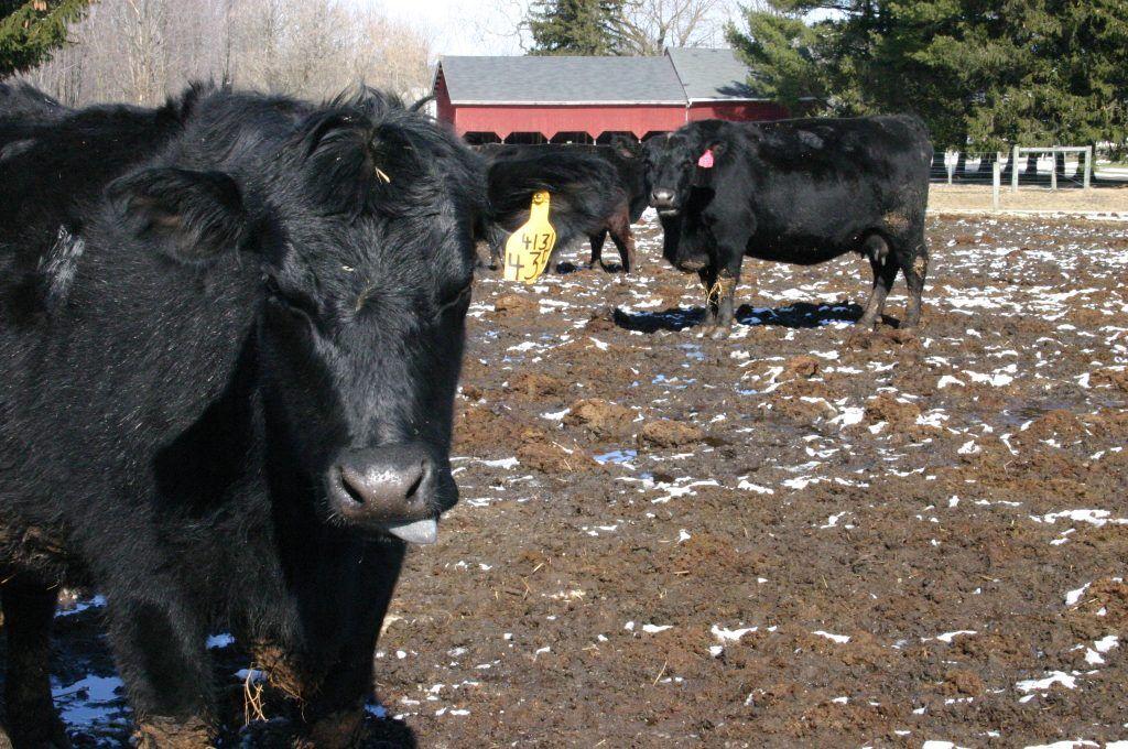 Winter Mud Creates Feeding Challenges | News | feedlotmagazine.com