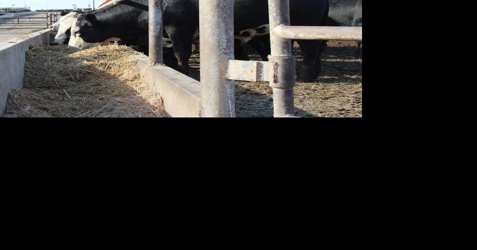 Preconditioning as a Marketing Strategy for Feeder Cattle | Marketing ...