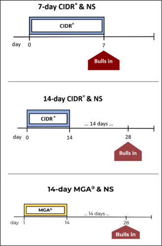 Improving Herd Reproductive Efficiency with Estrous Synchronization for Natural Service | Cow ...