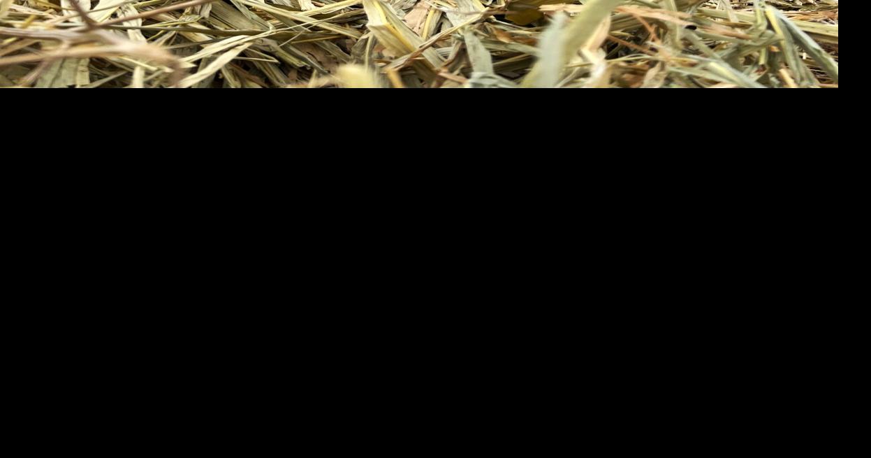 Winter Hay Situation | Industry News | feedlotmagazine.com