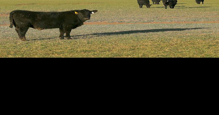 Watch for Wheat Pasture Bloat | Stocker Special | feedlotmagazine.com