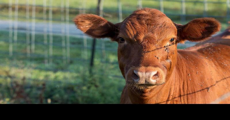 Pinkeye | Cow/Calf Corner | feedlotmagazine.com
