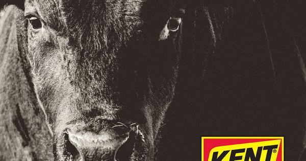 Kent introduces new beef product to lineup | Company News ...
