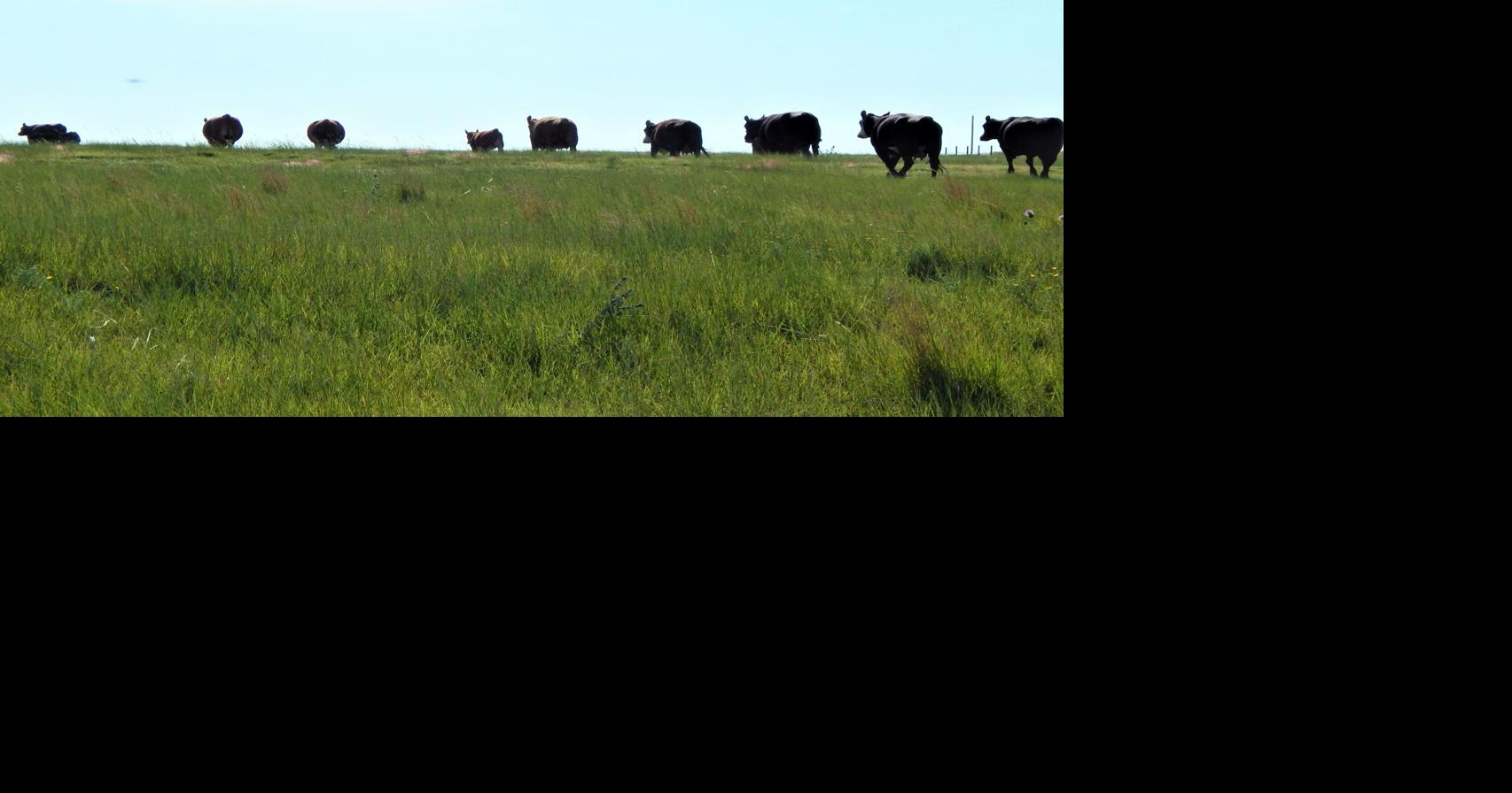 Introduction to Pasture, Rangeland, and Forage Insurance for Forage ...