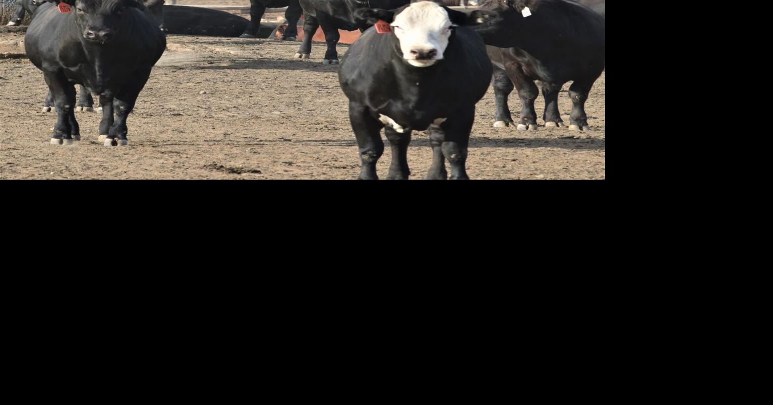 Retained Ownership? – Part 3 Beef Quality Grades | Feedlot Special ...