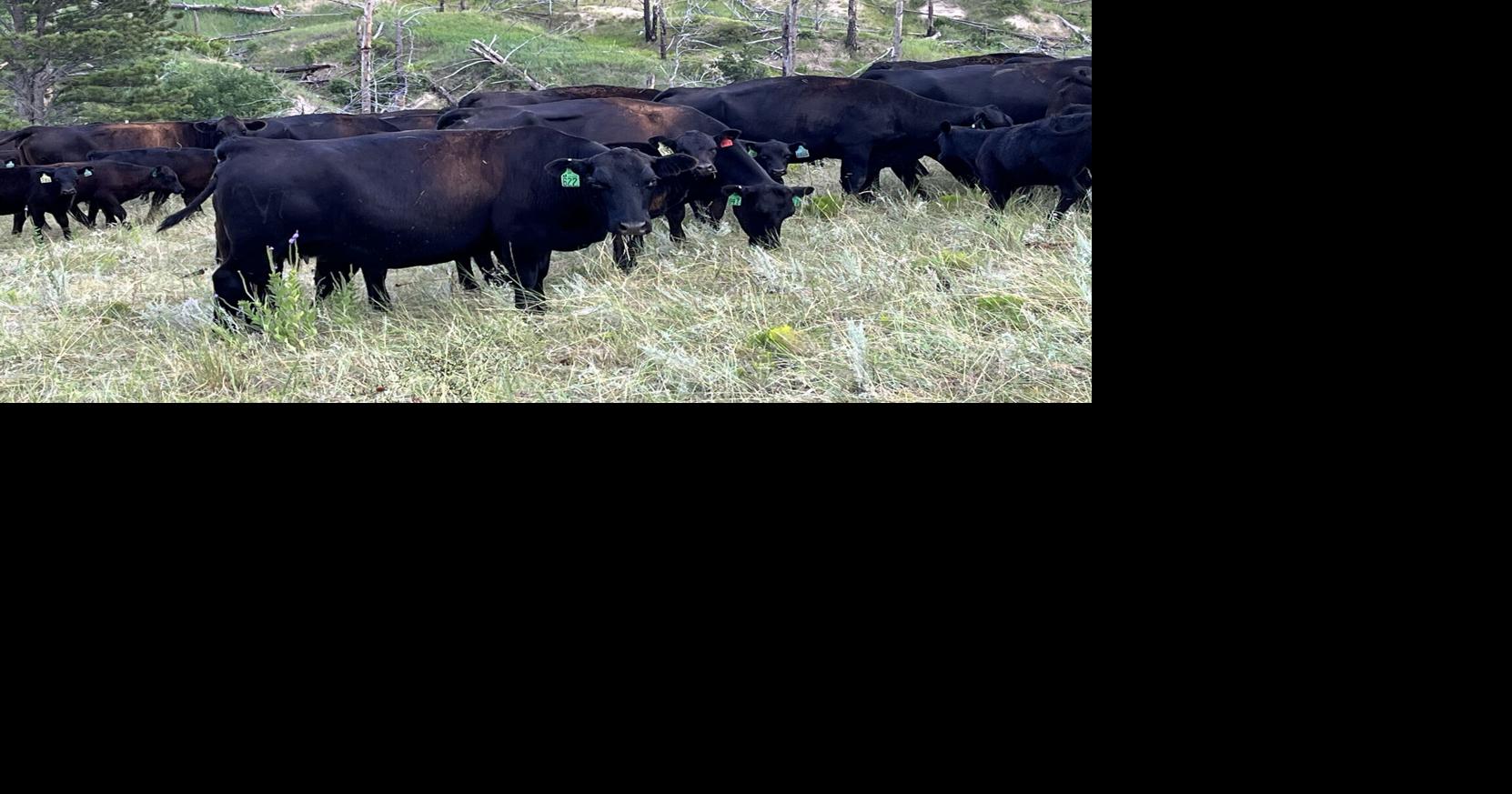 Simple Synchronization of Cows - One Injection, One Time through the ...
