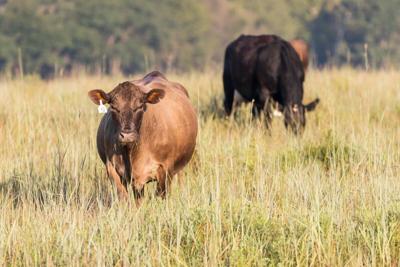 Anaplasmosis: An Ongoing Battle | Cow/Calf Corner | feedlotmagazine.com