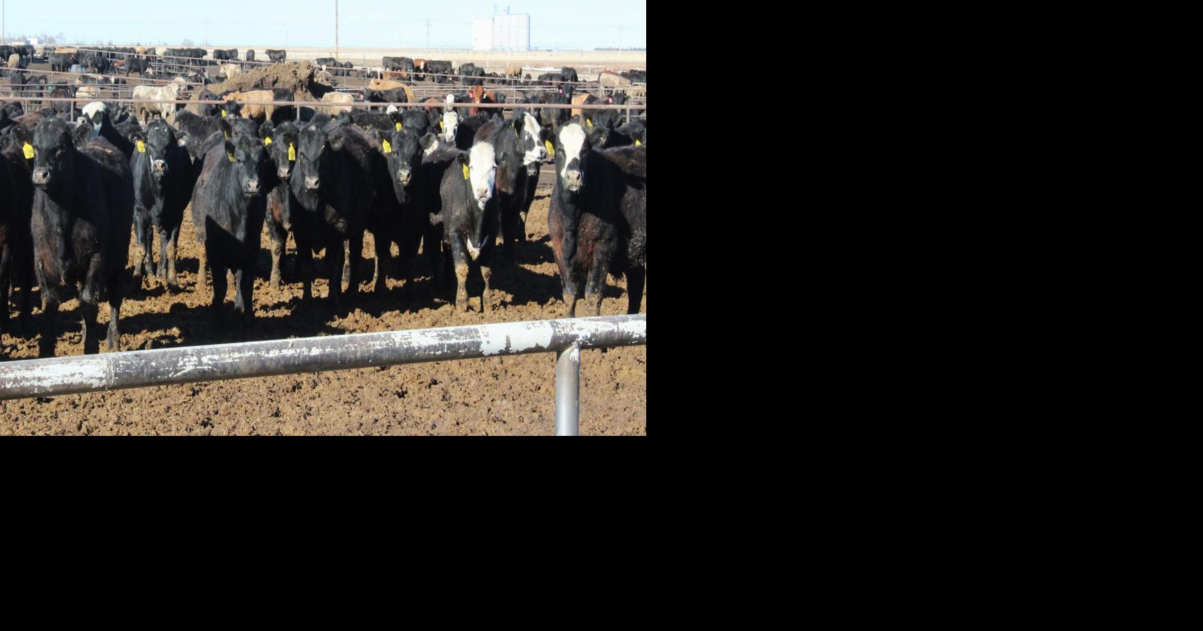 Cattle Prices Are Forecast Lower | Feedlot Special | feedlotmagazine.com