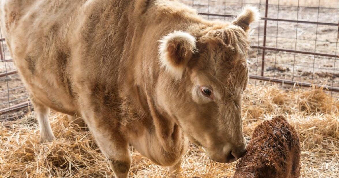 Problems After Calving | Cow/Calf Corner | feedlotmagazine.com