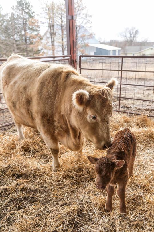Problems After Calving | Cow/Calf Corner | feedlotmagazine.com