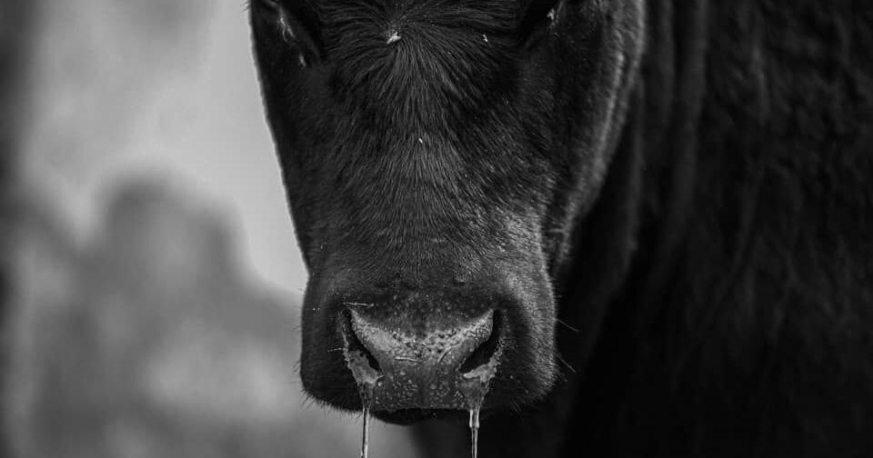 Enhanced Biosecurity Training Helps Beef Cattle Producers Secure ...