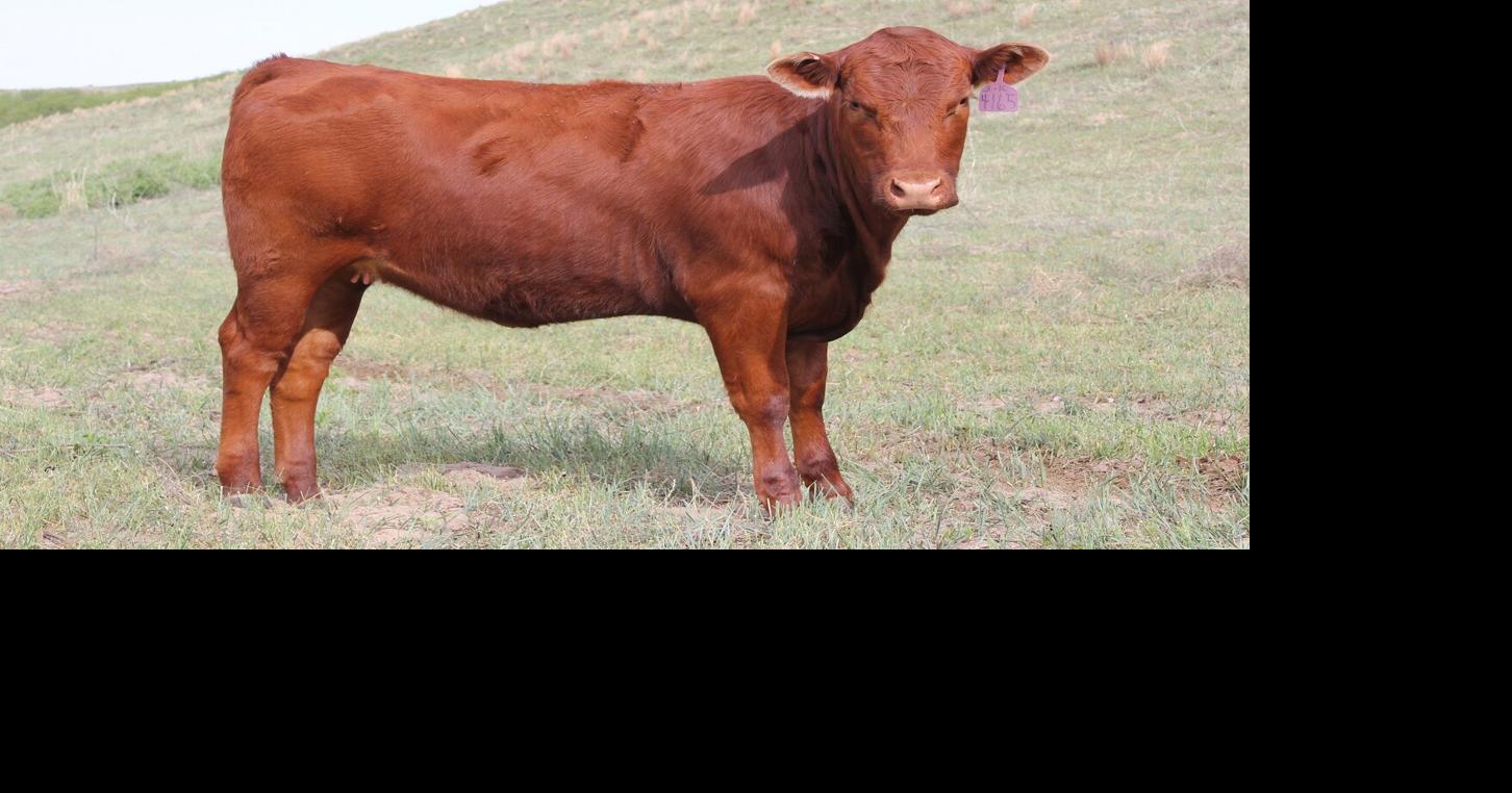 Untitled | Cow/Calf Corner | feedlotmagazine.com
