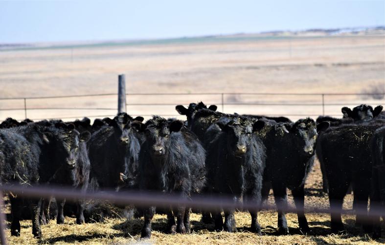 Capturing More of Your Calves’ Value with Preconditioning | Cow/Calf ...