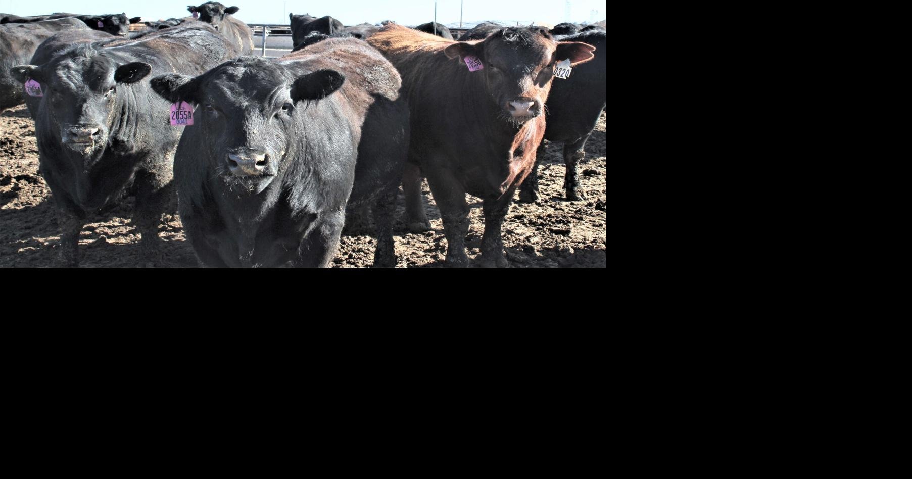 Cattle and Beef Markets: 2024 in Review | Industry News ...