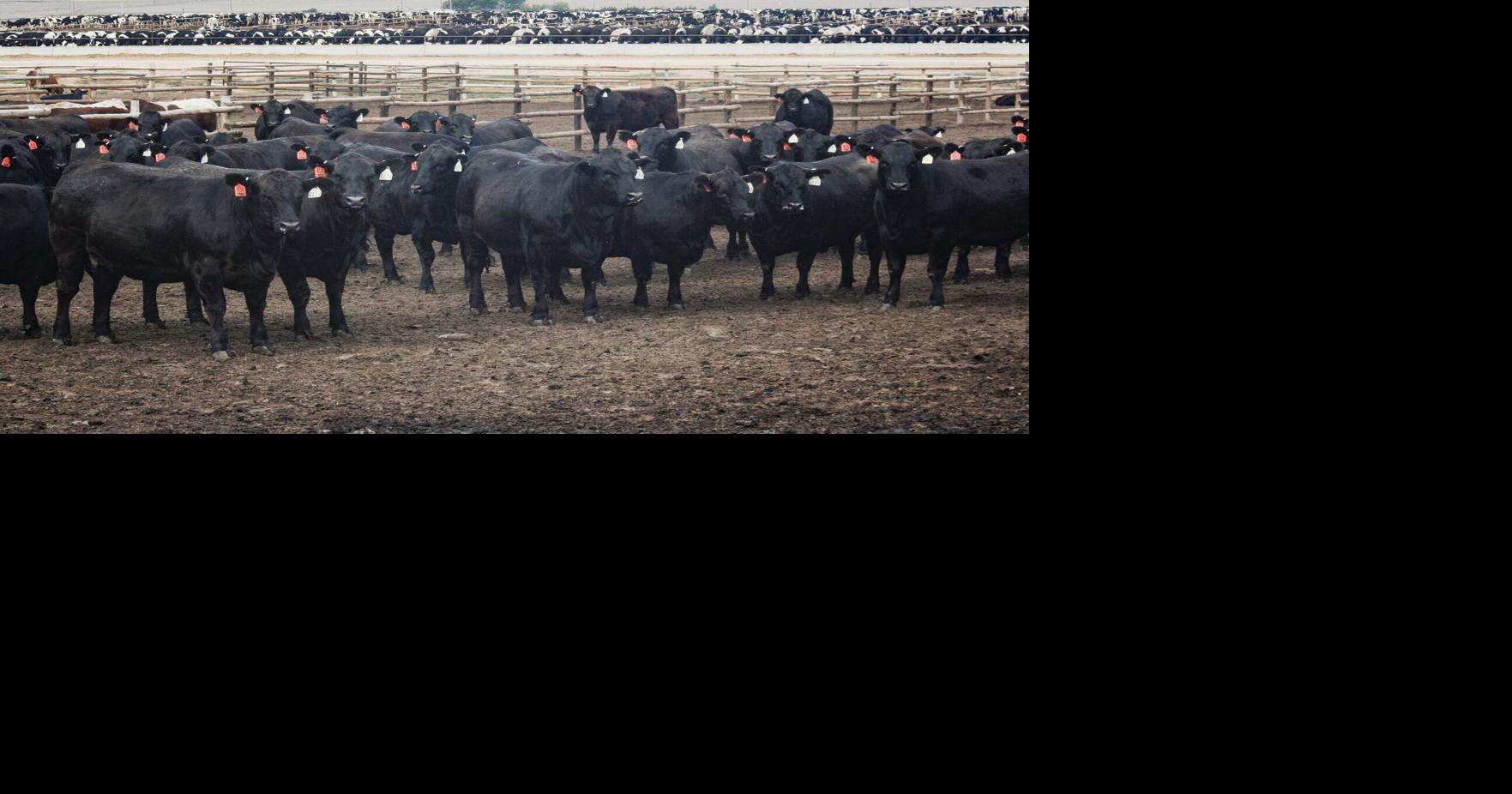 National Animal Health Monitoring System to Conduct U.S. Feedlot Study ...