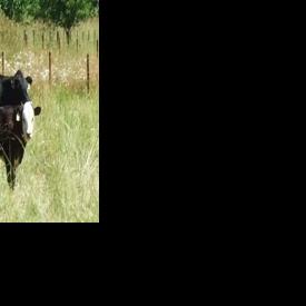 Creep Grazing | Cow/Calf Corner | feedlotmagazine.com
