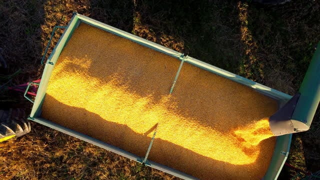Corn Exports Are Up for 2023/24 and 2024/25 on Strong Demand | Industry ...