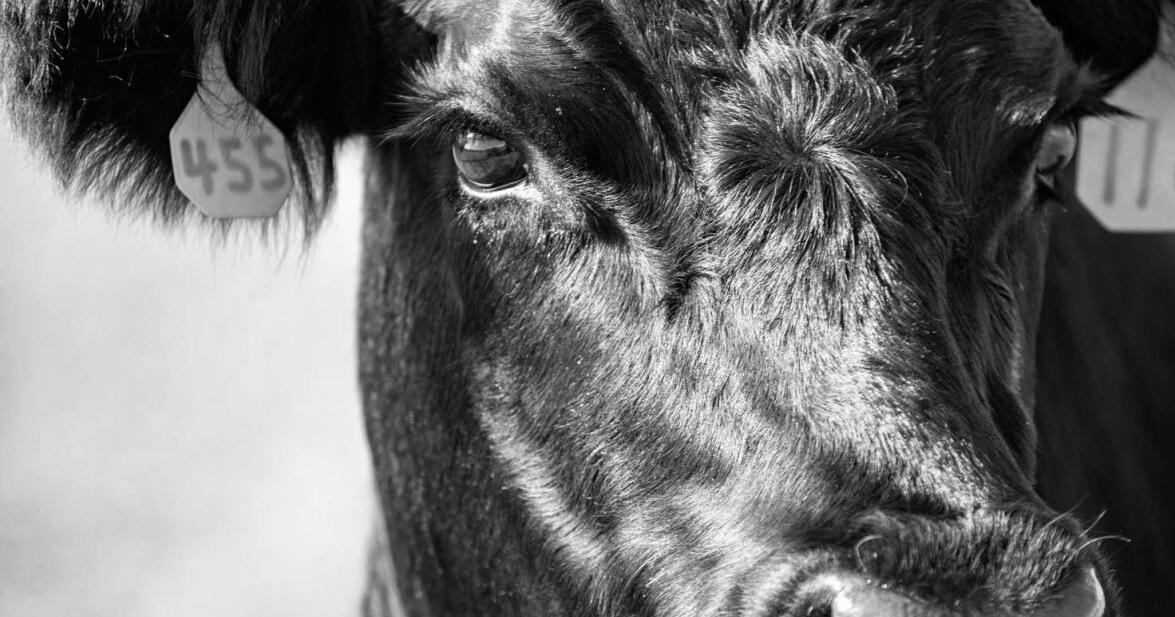 Late Breds, Now What? | Cow/Calf Corner | feedlotmagazine.com