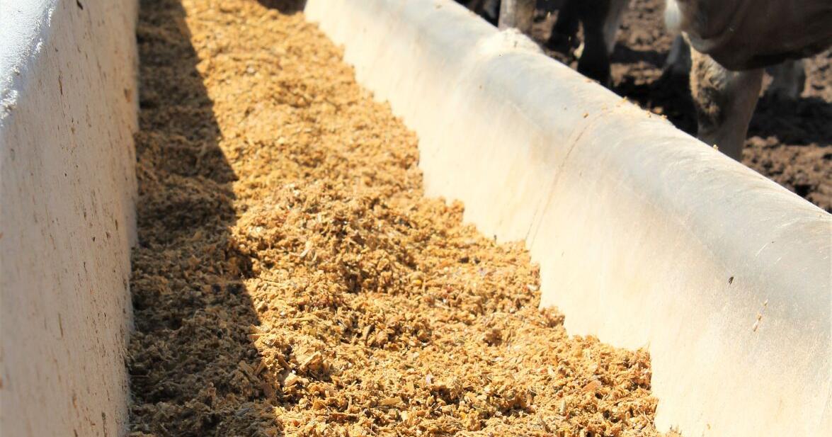 A Snapshot of the Cattle Feeding Industry | Industry News ...