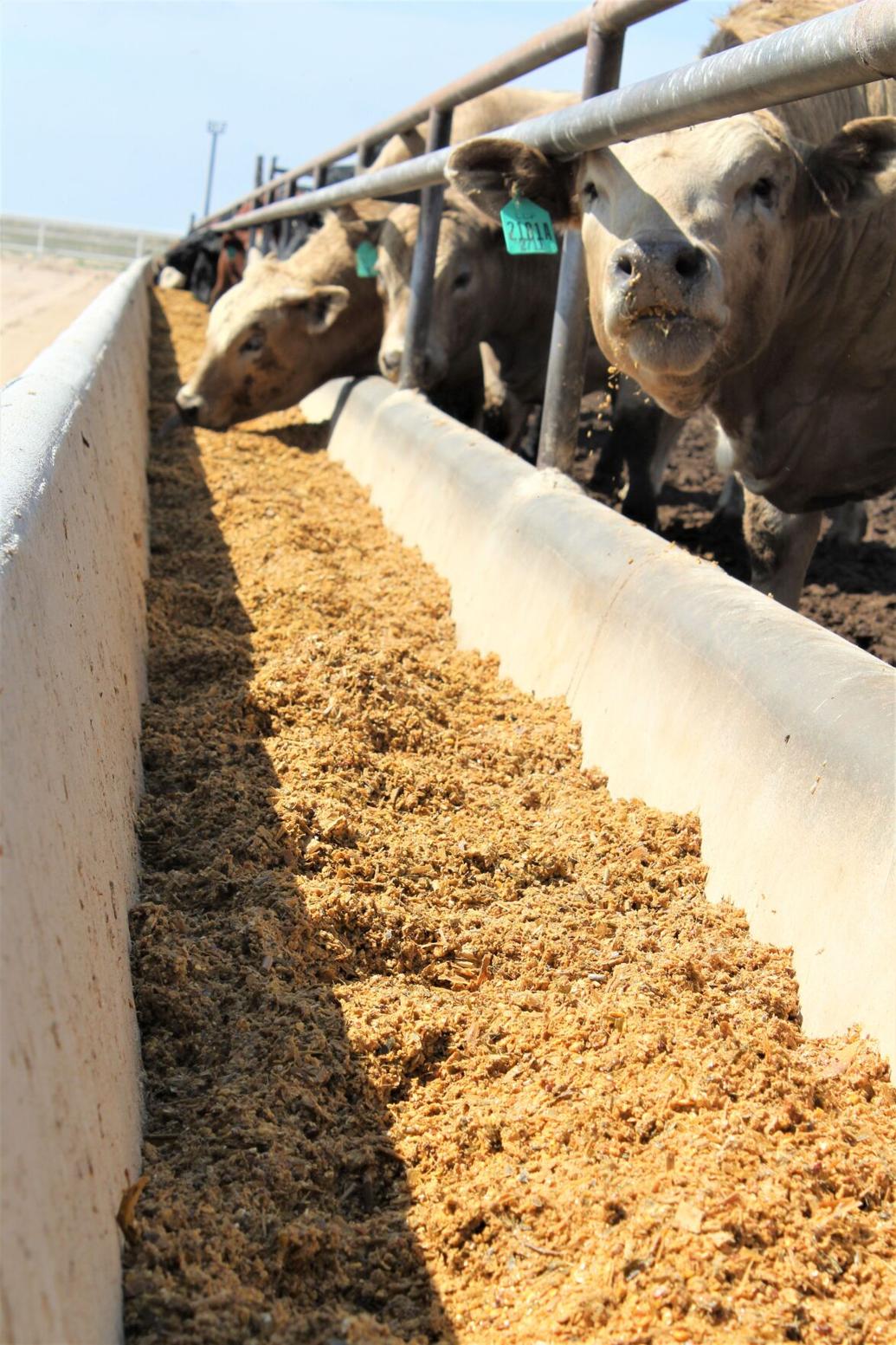 A Snapshot of the Cattle Feeding Industry | Industry News ...
