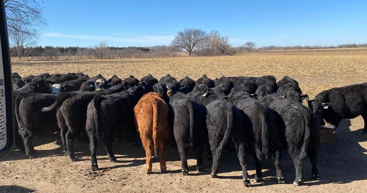 Backgrounding at Different Rates of Gain | Stocker Special ...