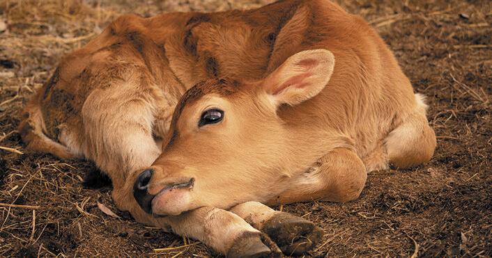 Sick Calves? Plan Your Treatment Now | Cow/Calf Corner ...