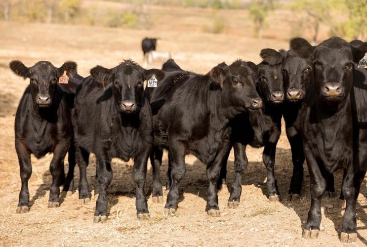 A Preview of 2025 Cattle Slaughter & Beef Production | Industry News ...