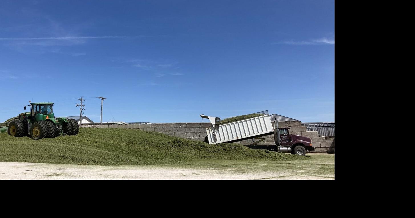 Packing Small Grain Silage When It Is Too Wet Can Be a Costly Mistake ...