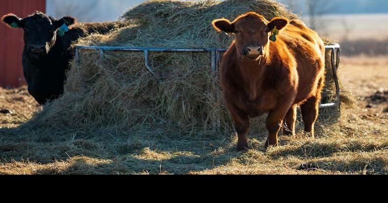 Cattle Chat: Heifer Weight Gain Strategy | Cow/Calf Corner ...